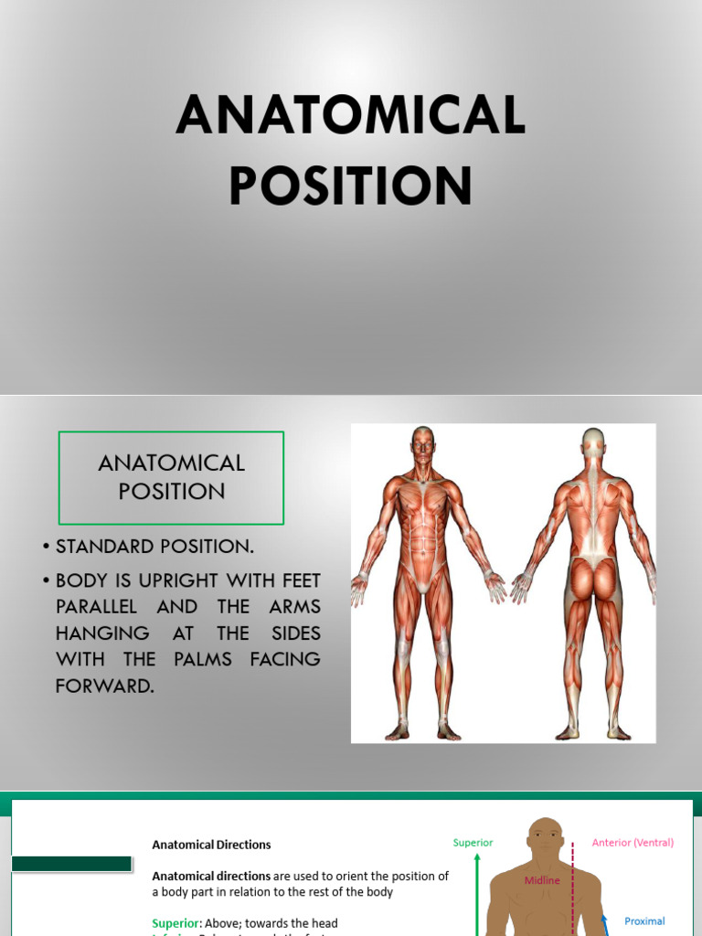 Week 2 Anatomical Position Pdf Anatomical Terms Of Motion