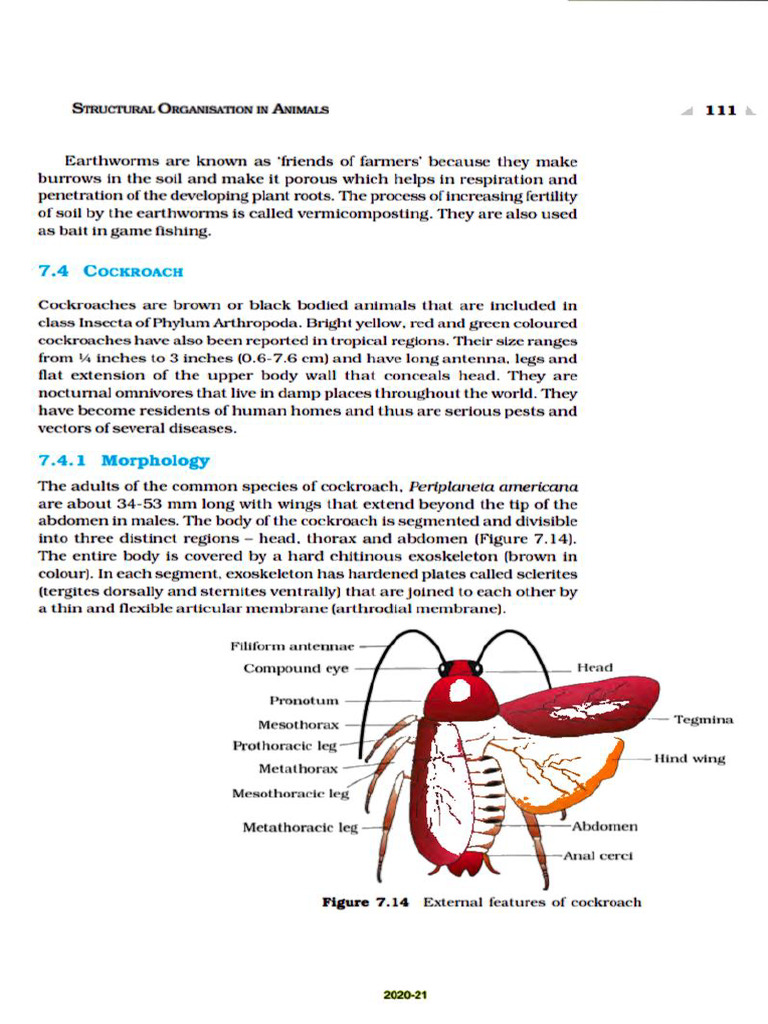 Cockroach 1 | PDF