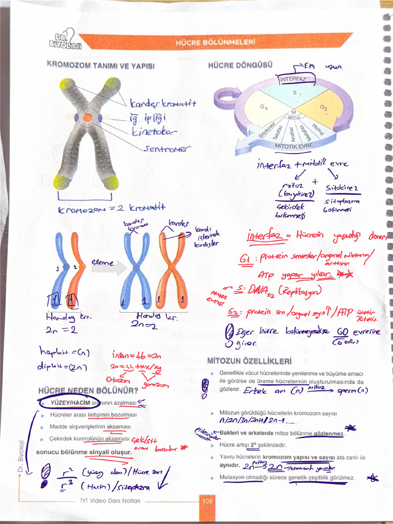 Cell Divisions | PDF