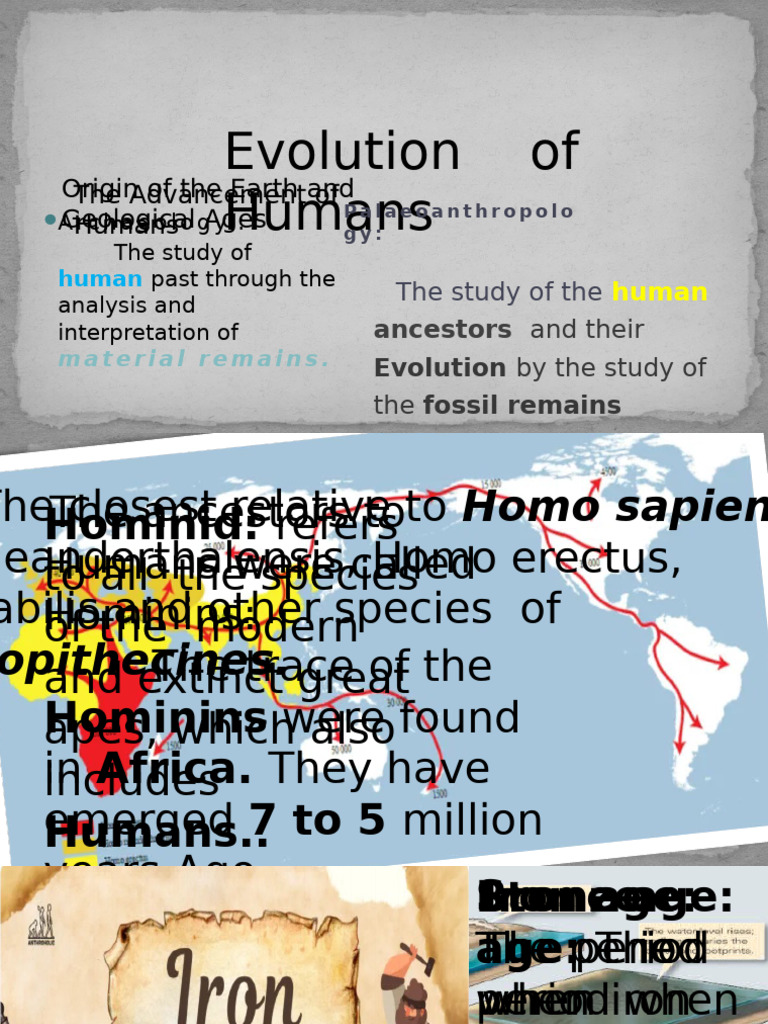 Human Evolution: From Hominins to Tech | PDF | Homo | Human