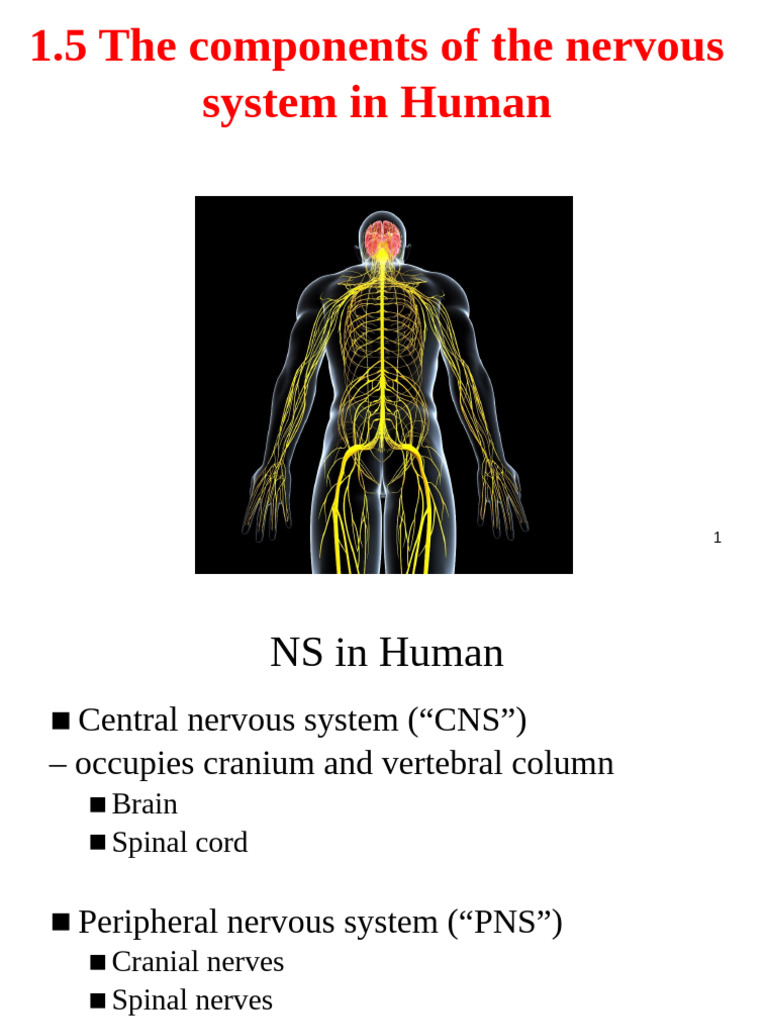 1.5 The components of the nervous system in Human | PDF | Motor Neuron ...