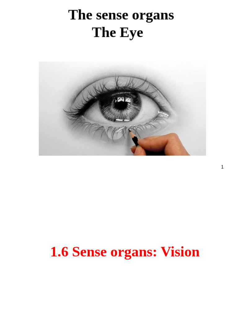 1.6 Sense Organs- Vision | PDF | Retina | Eye
