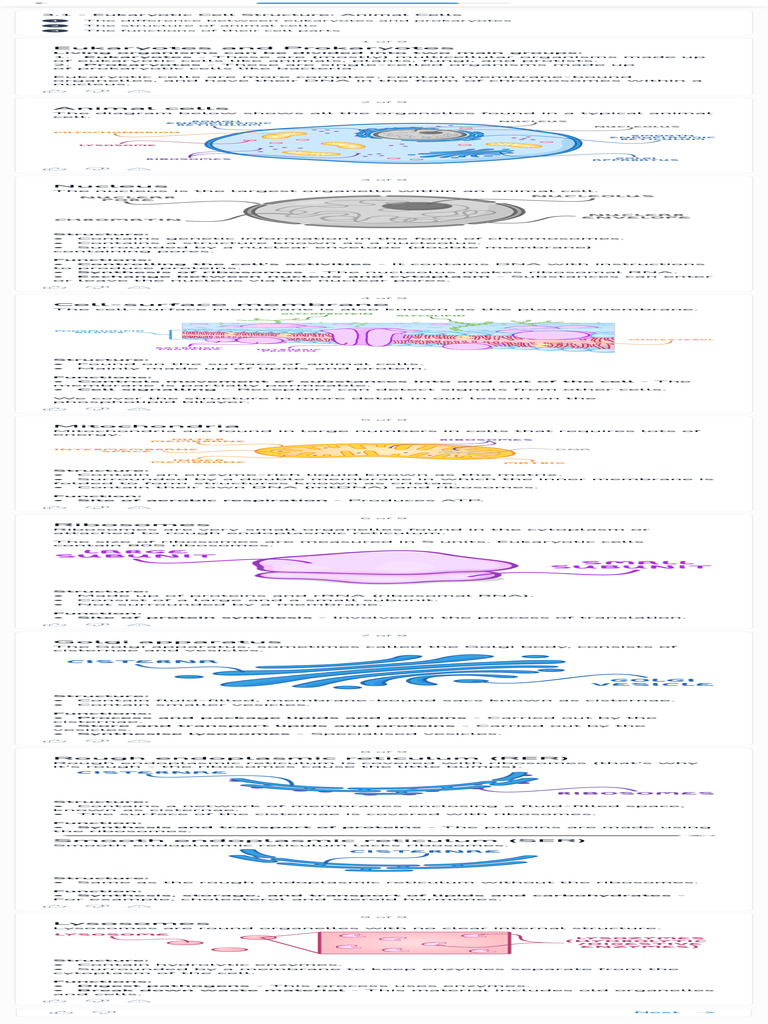Eukaryotic Cell Structure Animal Cells Revision Notes a-Level Biology ...