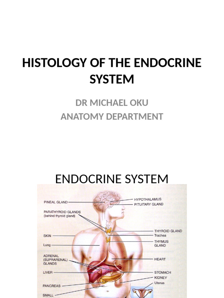 Endocrine System Histology Overview | PDF | Endocrine System | Hormone