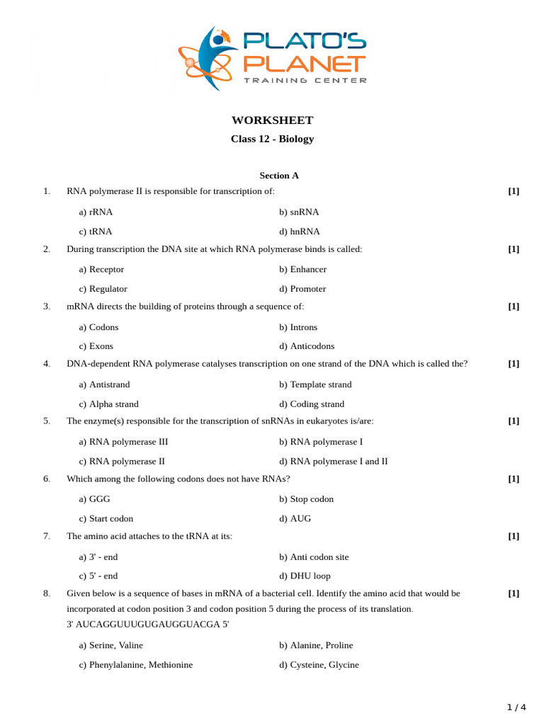 Class 12 Biology: RNA Transcription Worksheet | PDF | Translation ...