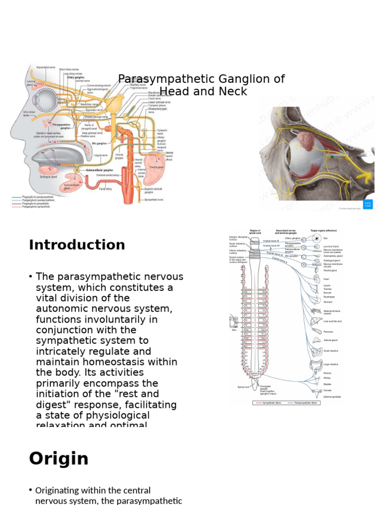 Parasympathetic Ganglion | PDF | Neuroanatomy | Human Anatomy