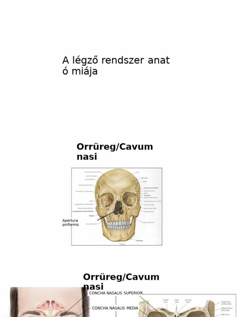 A Légzőrendszer Anatómiája | PDF