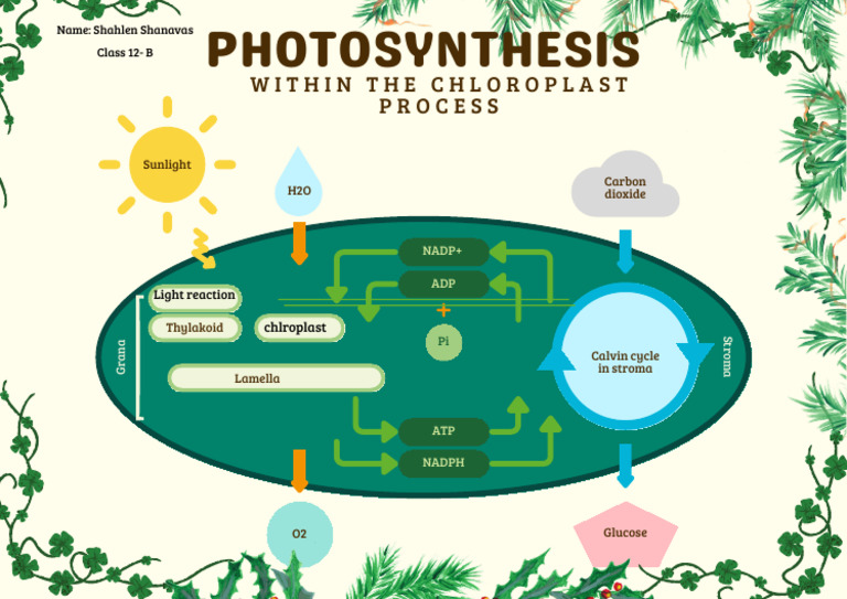 Green Ilustrative Biology Photosynthesis Within The Chloroplast Poster ...