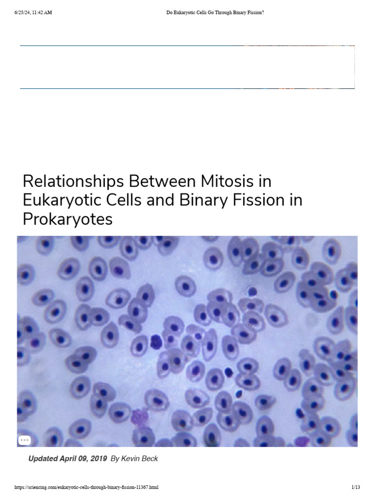 Relationships Between Mitosis and Binary Fission Article | PDF ...