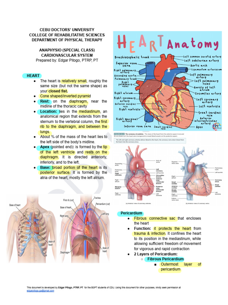 AnaPhysio Cardiovascular System Reviewer | PDF | Heart Valve | Heart