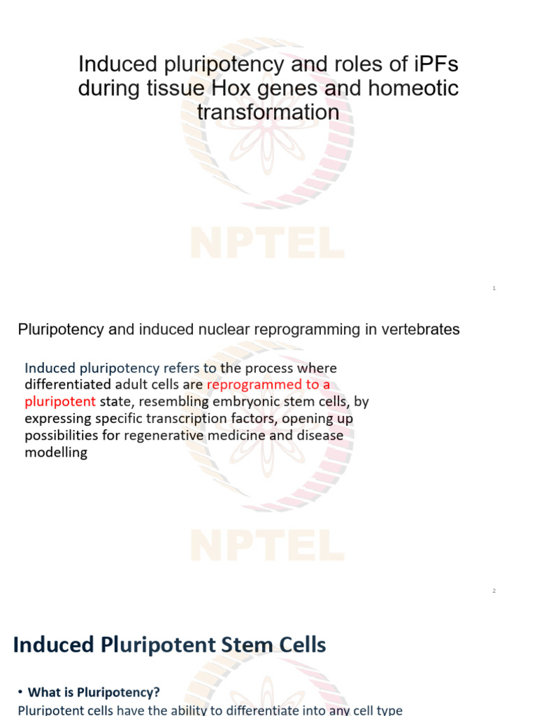 Induced Pluripotency and Hox Genes | PDF | Cell Potency | Stem Cell