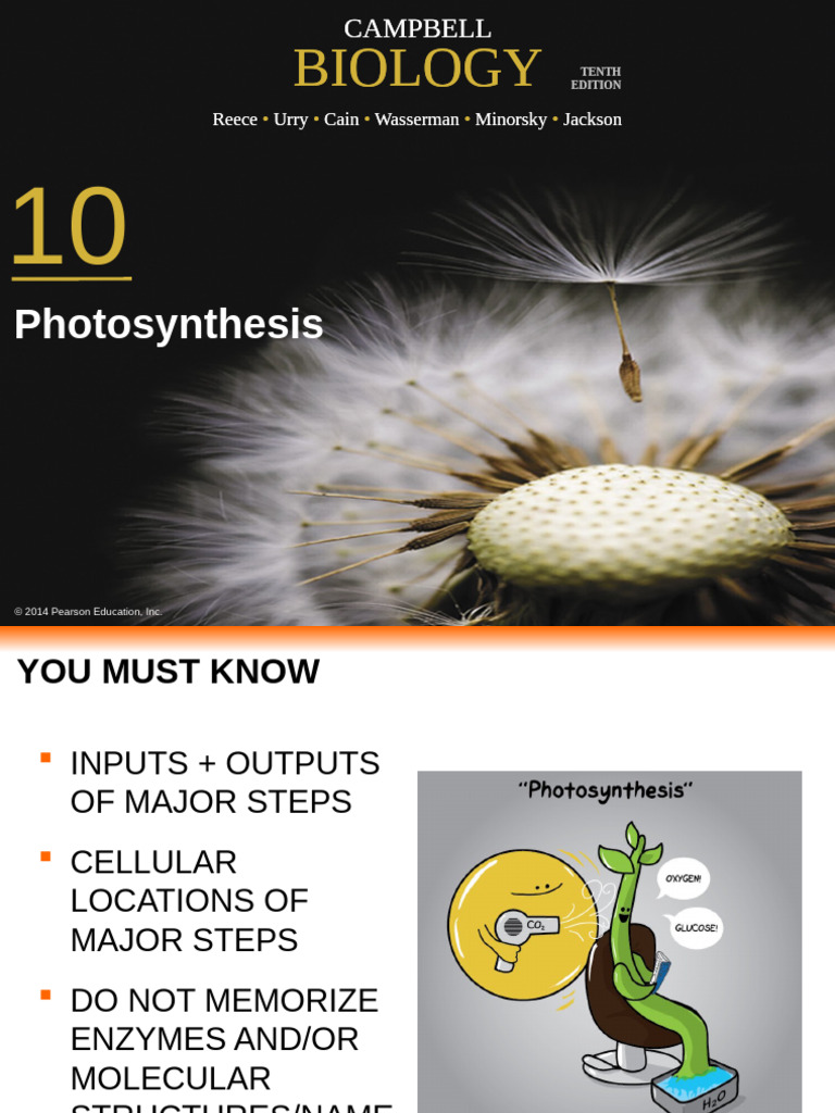 Ch 10 - Photosynthesis (2) | PDF | Chloroplast | Photosynthesis