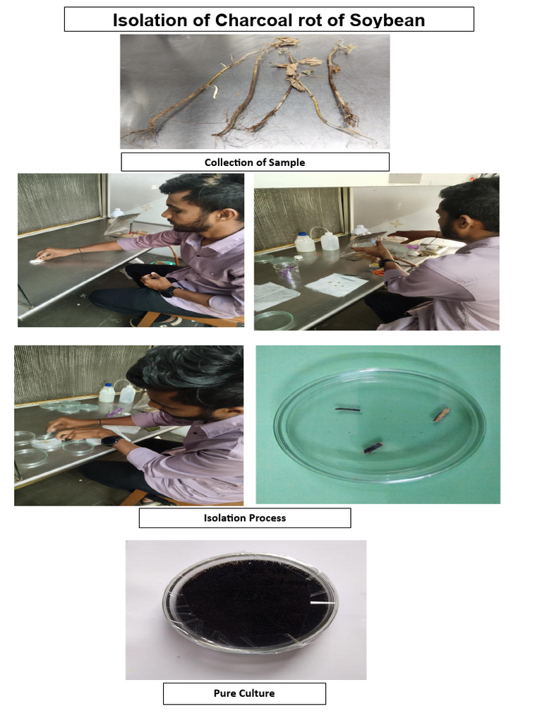Rohan | PDF