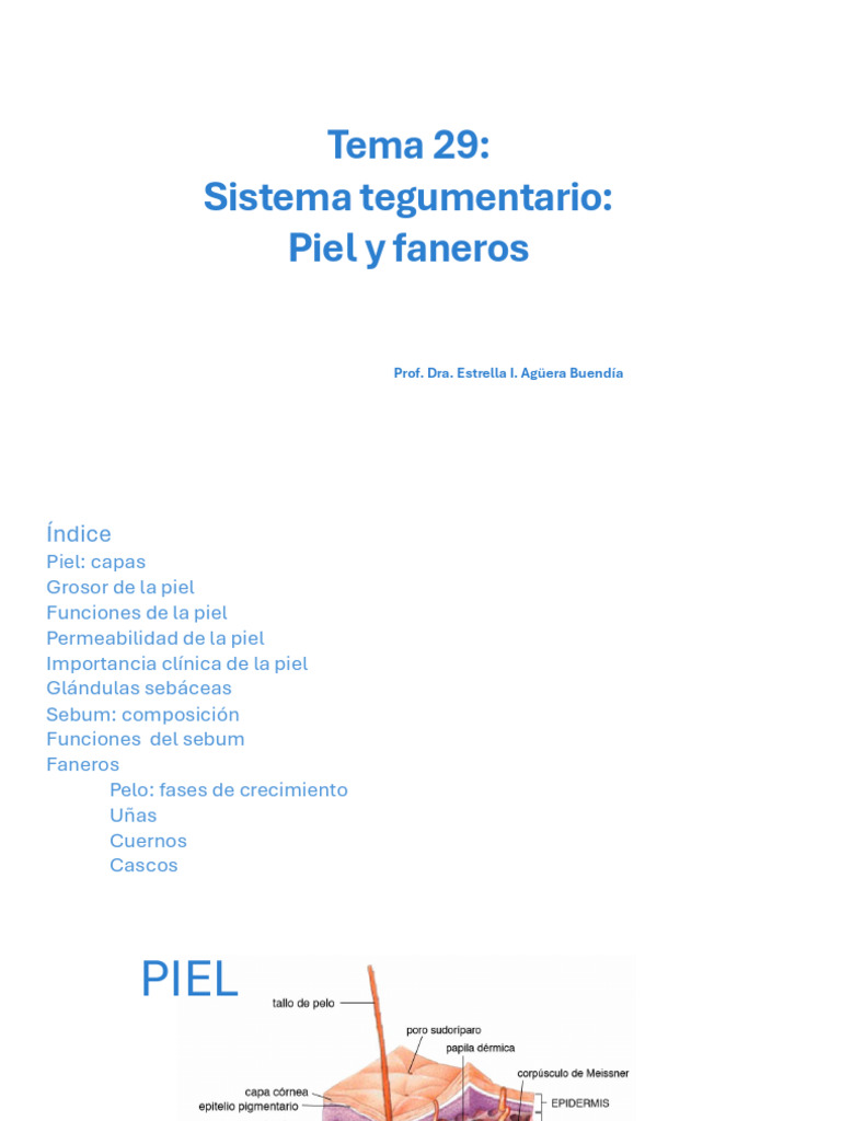 Tema 29_ Sistema Tegumentario_piel y Faneros ...