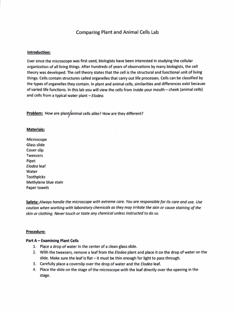 Comparing Plant and Animal Cells Lab | PDF | Cell (Biology) | Biology