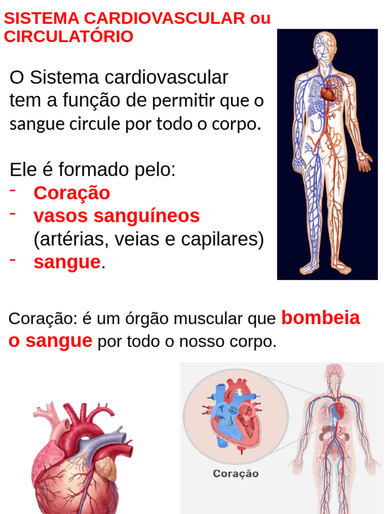 SISTEMA CARDIOVASCULAR | PDF