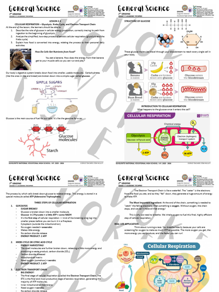Lesson 2.2 Cellular Respiration Glycolysis Krebs Cycle and Etc | PDF ...