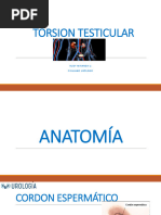 Anatomía del Escroto y Testículos | PDF | Testículo | Especialidades ...