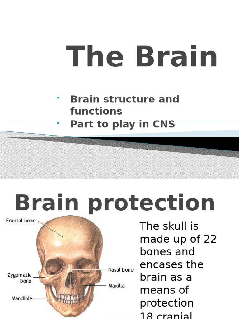 Brain Structure | PDF