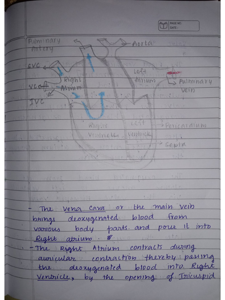 Functioning of Heart Biology Chapter Life Process | PDF
