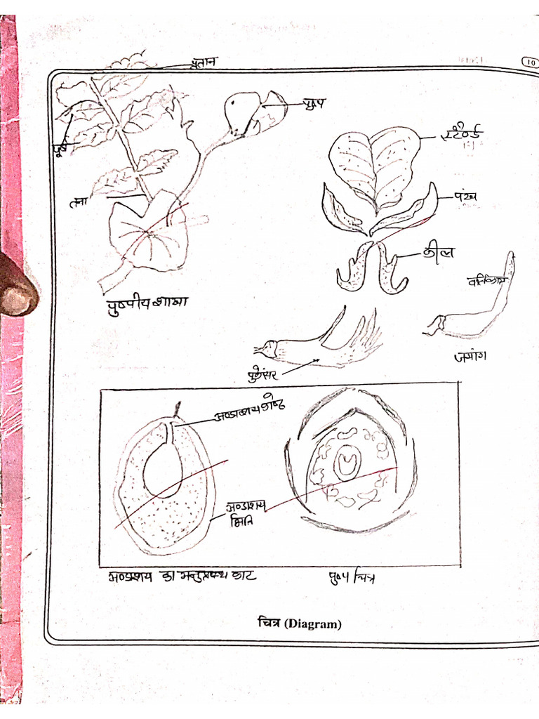 Biology Class 12 Practical File 2026 | PDF
