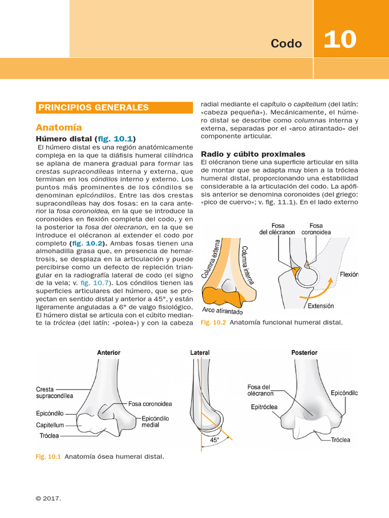 Anatomía y evaluación del codo | PDF | Codo | Anatomía humana