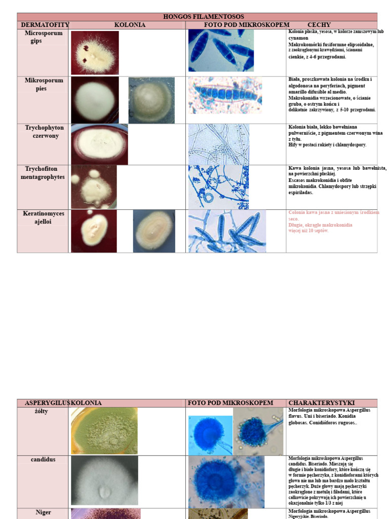 Atlas Grzybów Laboratorium | PDF