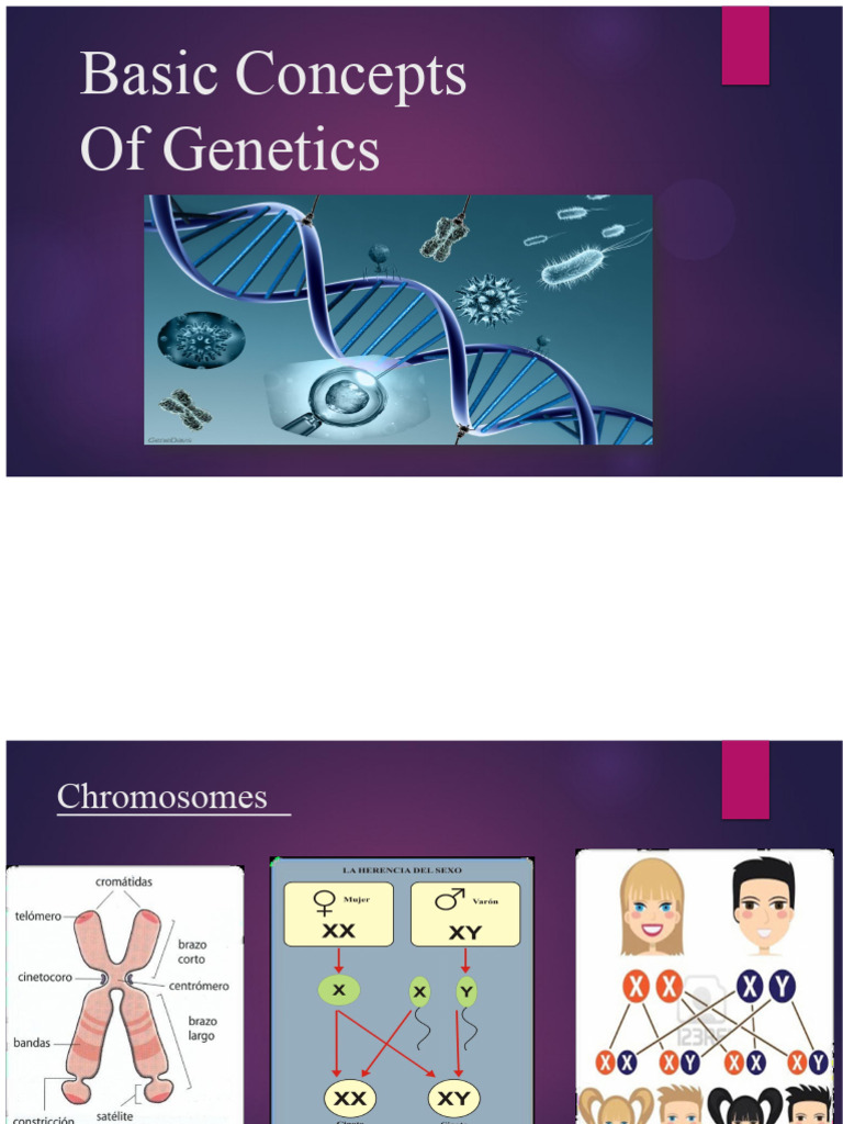 Genetics Basics: Chromosomes & Genes | PDF