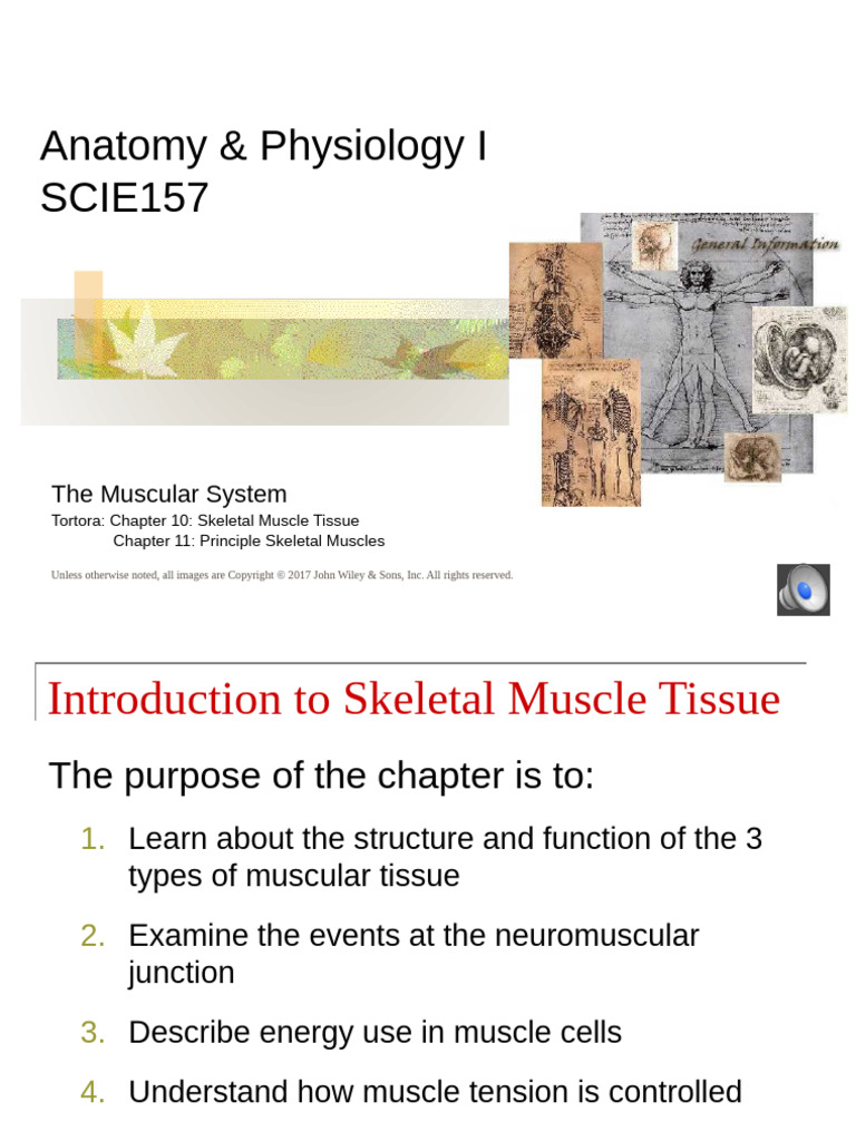 Understanding Skeletal Muscle Anatomy | PDF | Muscle Contraction ...