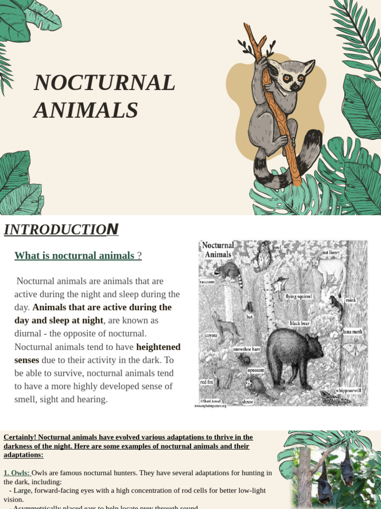 Nocturnal Animals and Their Adaptations | PDF | Predation | Bat