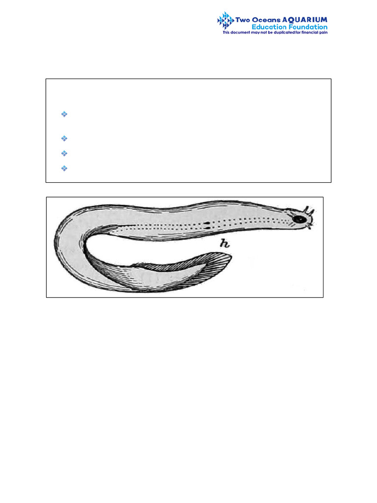 65. Agnatha | PDF | Vertebrates | Chordates