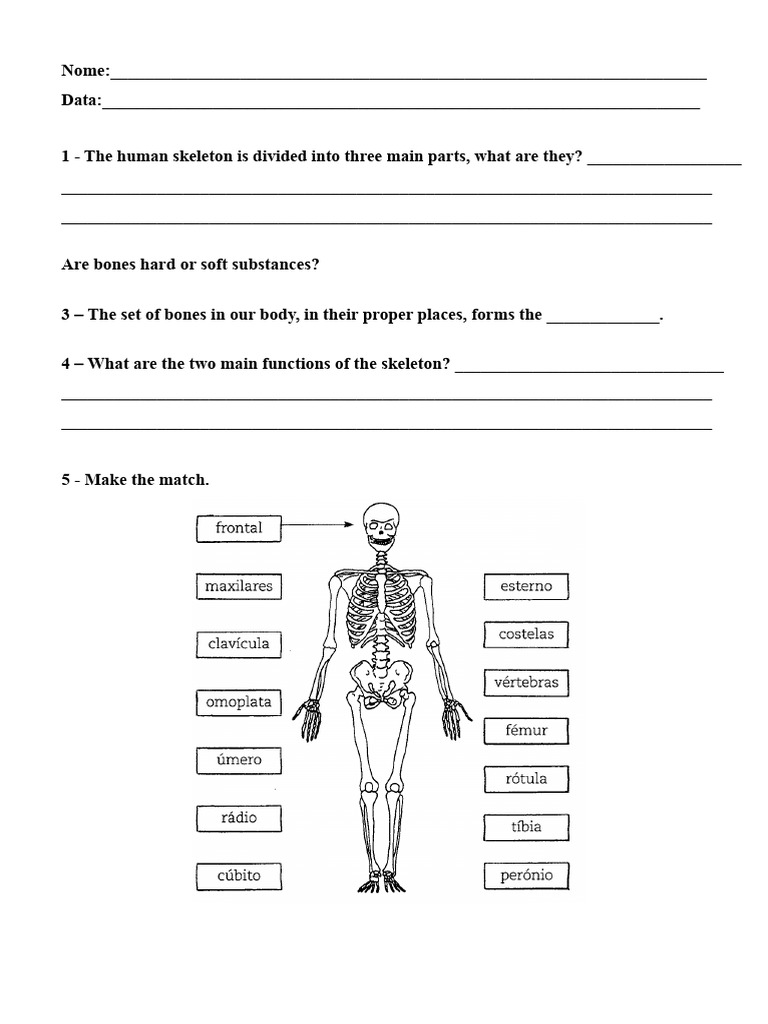 Human Skeleton and Skin Functions Quiz | PDF | Skin | Skeleton