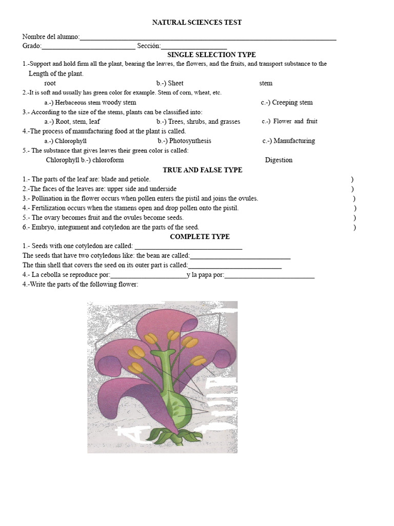 NATURAL SCIENCES TEST | PDF | Seed | Flowers