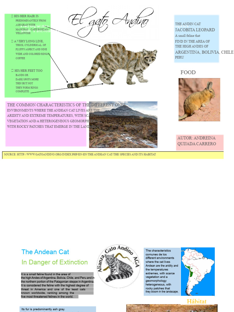 Infographic Andean Cat - Second G | PDF | Andes | Felids