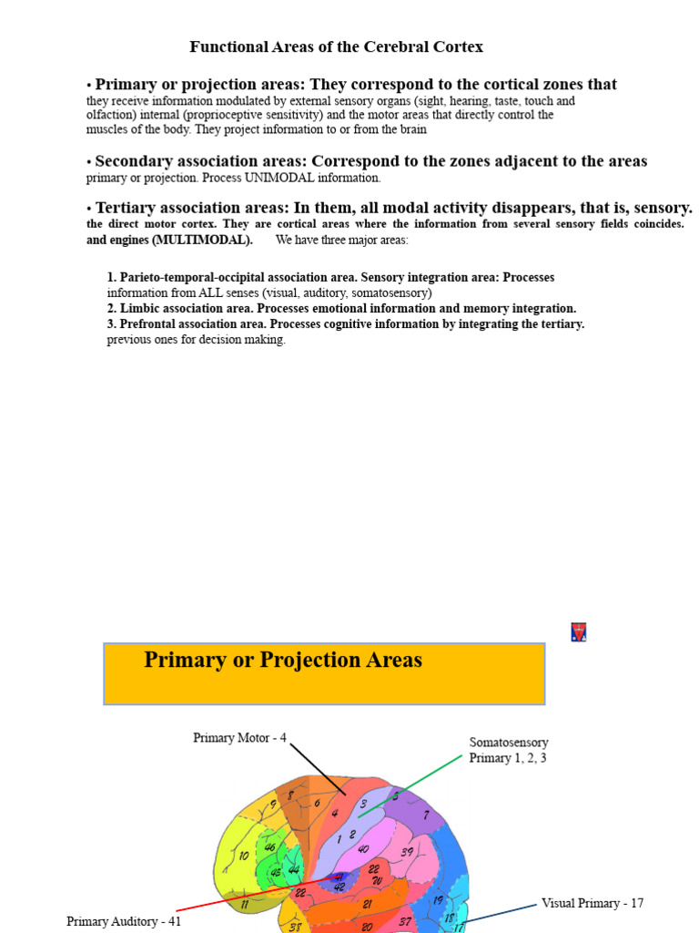 Functional Areas and Luria's Laws | PDF | Senses | Somatosensory System
