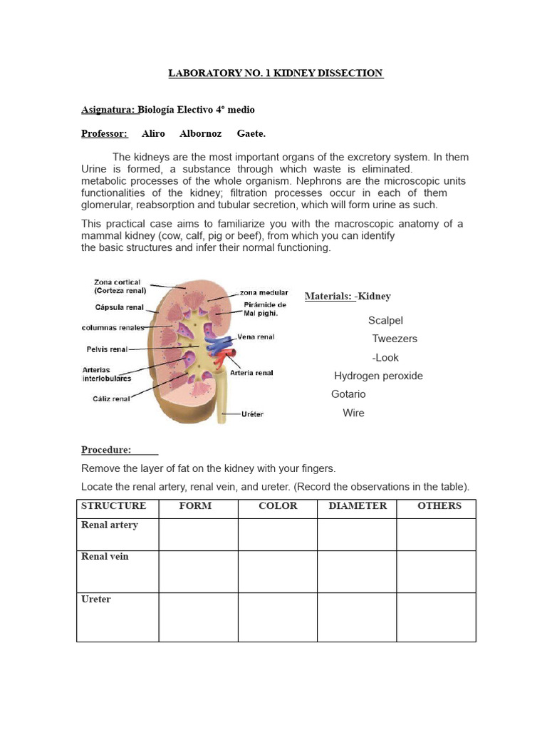 Kidney Dissection Lab Guide | PDF | Kidney | Urinary System