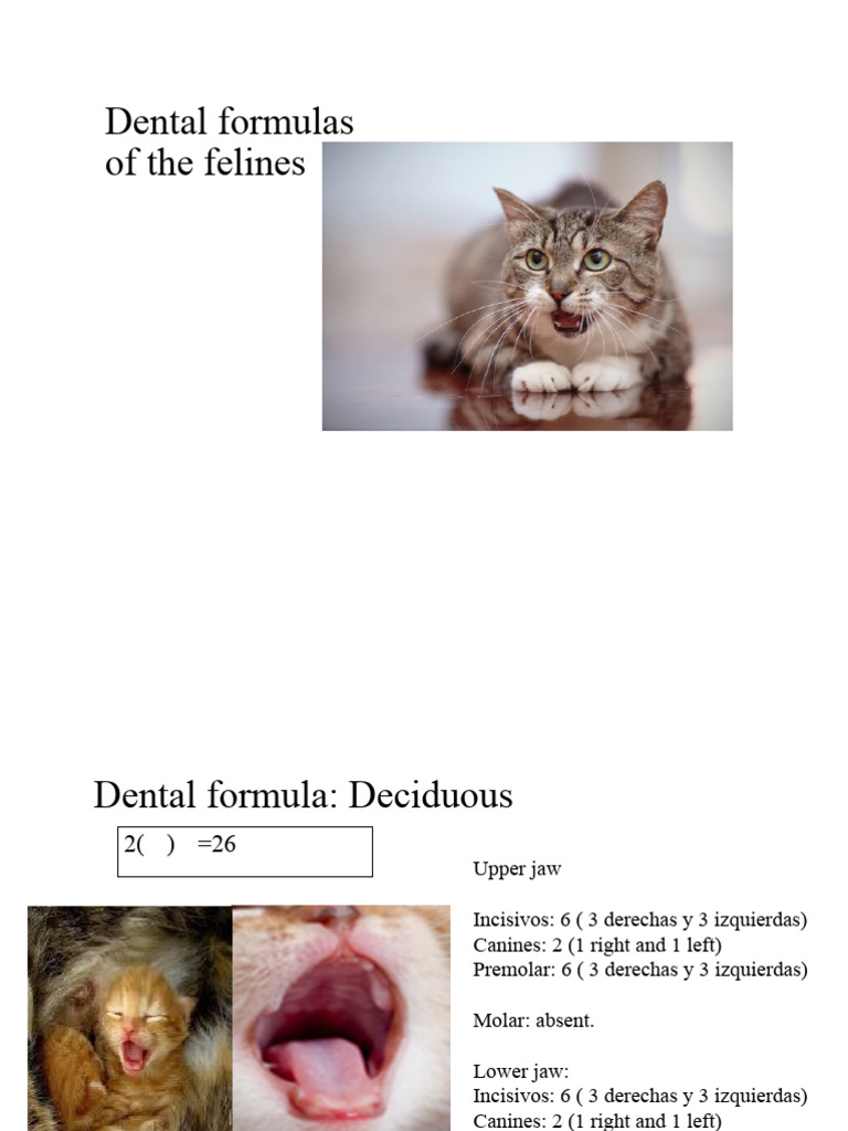 Dental Formulas of Felines | PDF