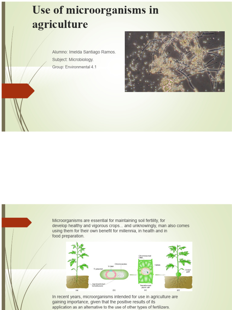 Use of Microorganisms in Agriculture | PDF | Plant Nutrition | Root