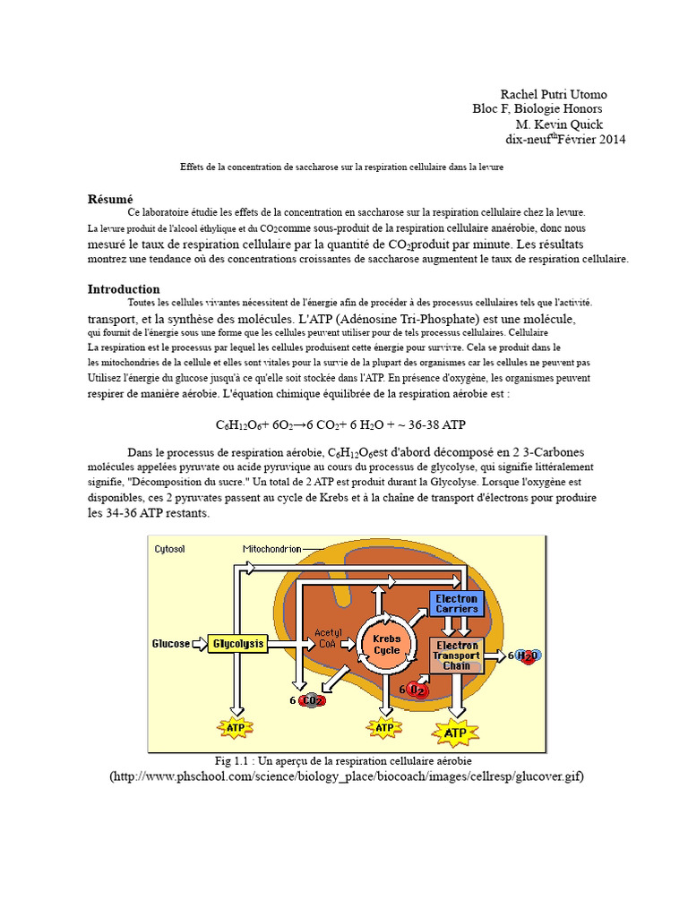 Effets de la concentration de saccharose sur la respiration cellulaire ...