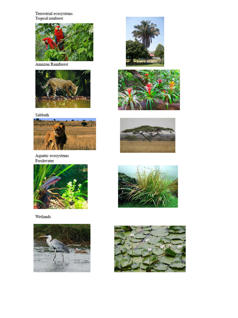 Terrestrial, aquatic and marine ecosystems.docx | PDF