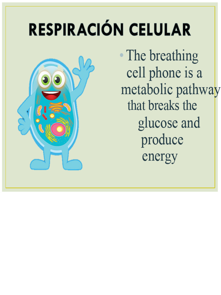 6 Class Cellular Respiration | PDF