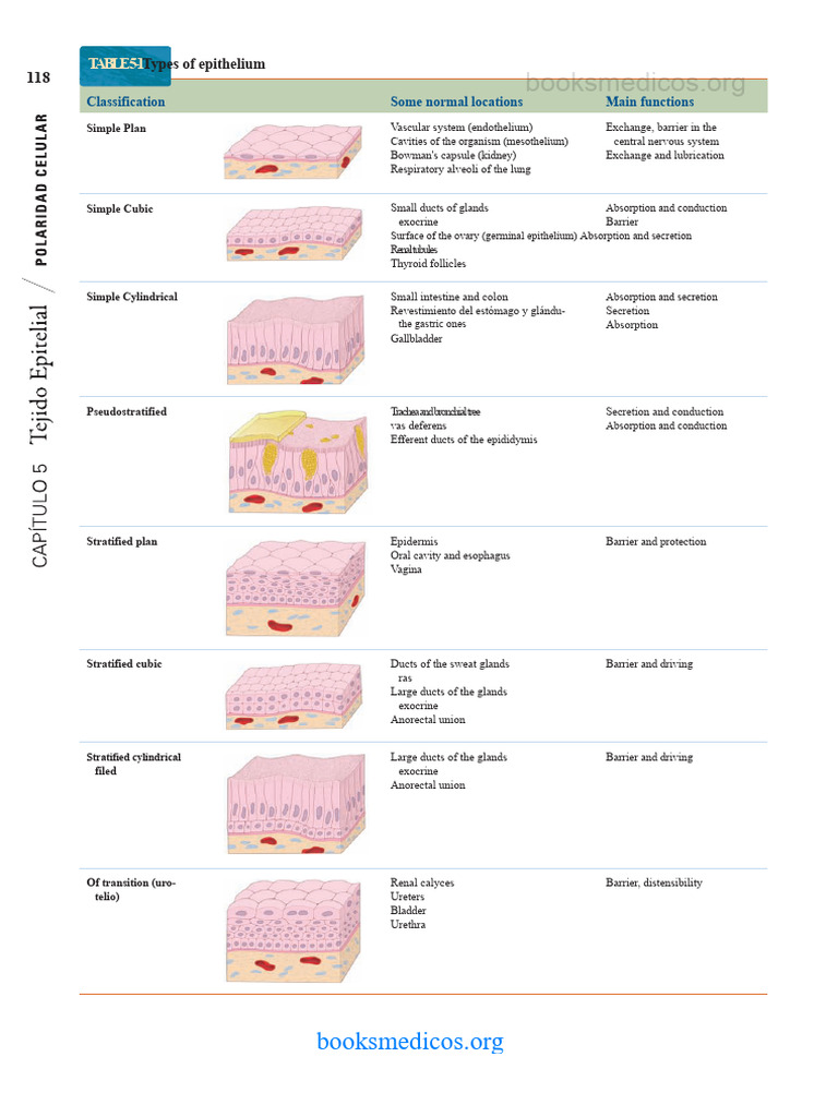 Ross Histology Text and Atlas. Correlation With Molecular and Cellular ...