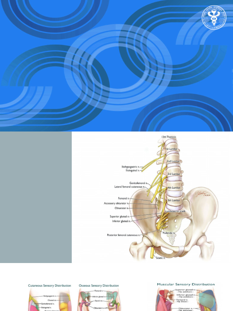 Lower Extremity Nerve Blocks Guide | PDF | Human Leg | Knee
