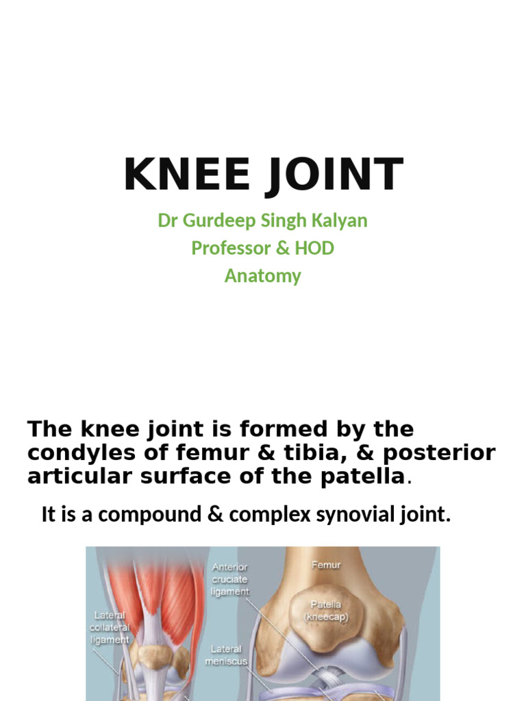 Knee Joint | PDF | Knee | Joints