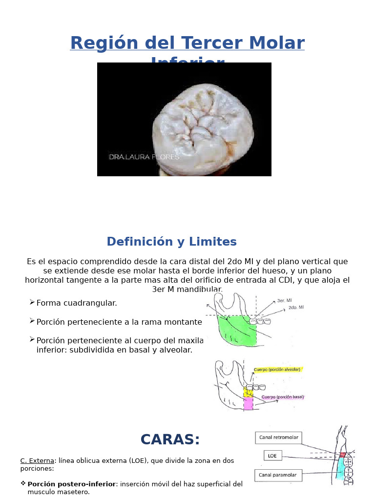 Anatomía y Relaciones del Tercer Molar | PDF | Sistema ...