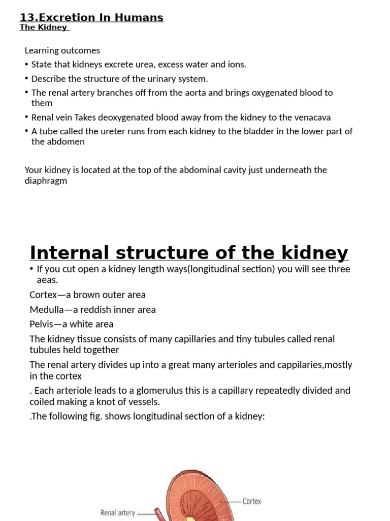 G 10 Unit 13 Lesson New (1) | PDF | Kidney | Urinary System
