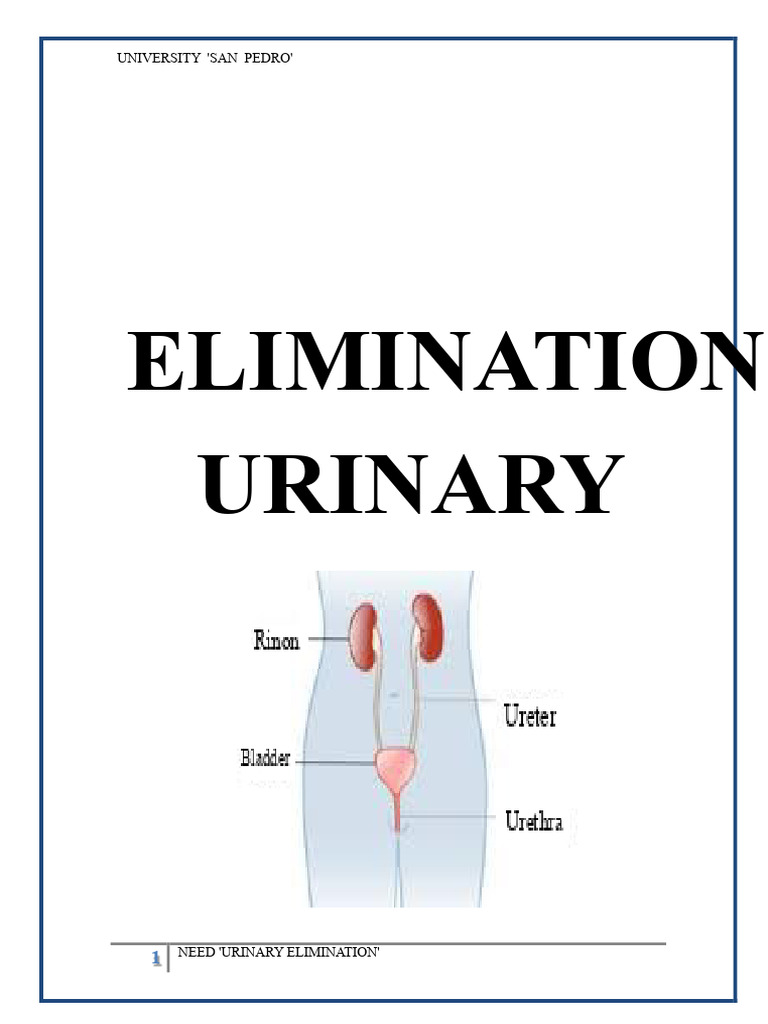Urinary Elimination Ii | PDF | Urinary System | Kidney