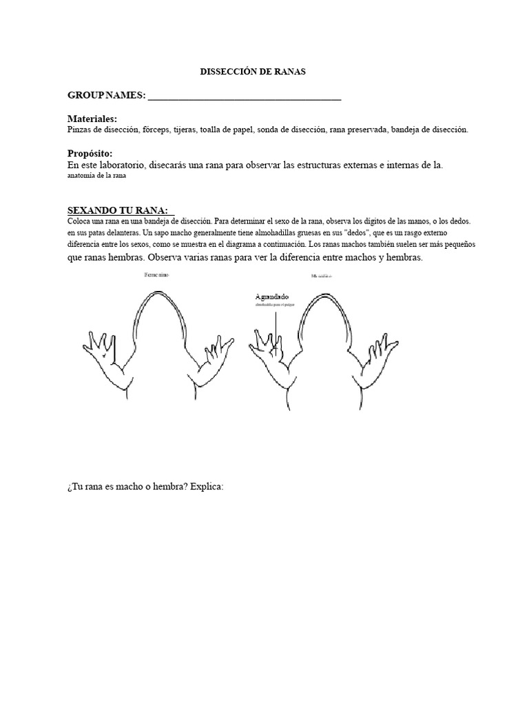 Clave de Respuestas Del Laboratorio de Disección de Ranas | PDF ...
