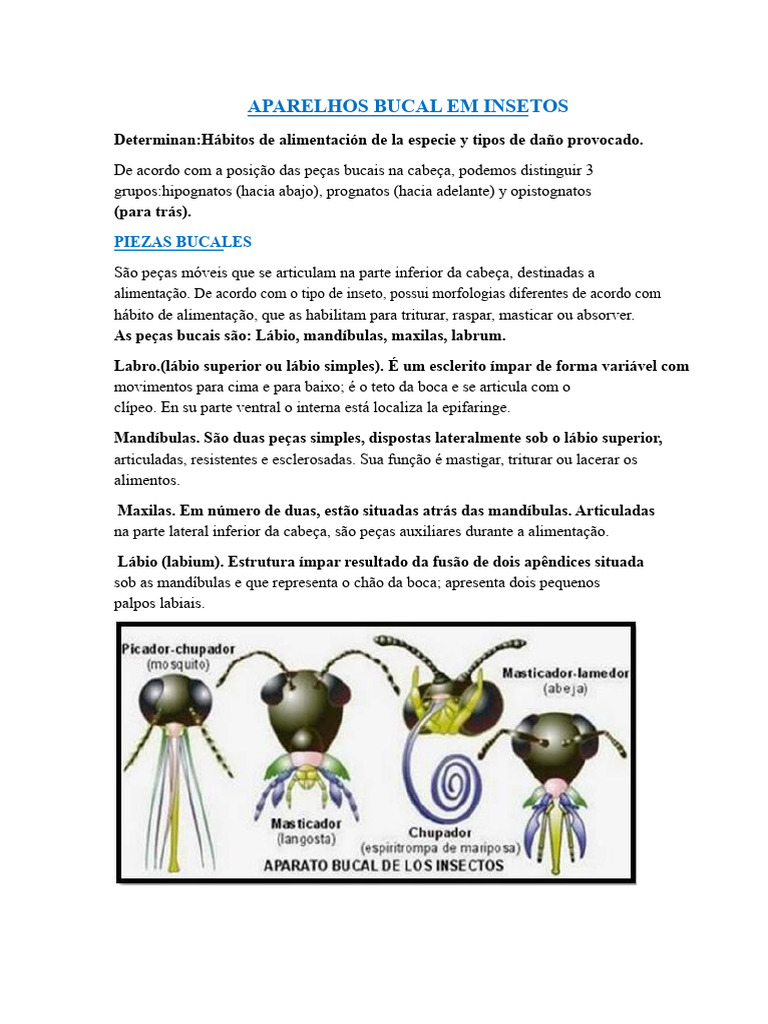 Aparelhos Bucais em Insetos | PDF | Insetos | Boca