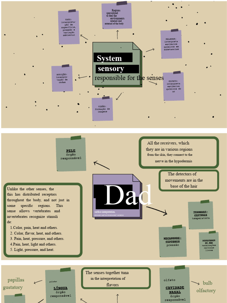 Mental Map - Sensory System | PDF | Senses | Stimulus (Physiology)